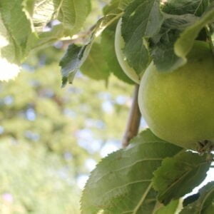 Betley Bee Bush – Tom the apple man
