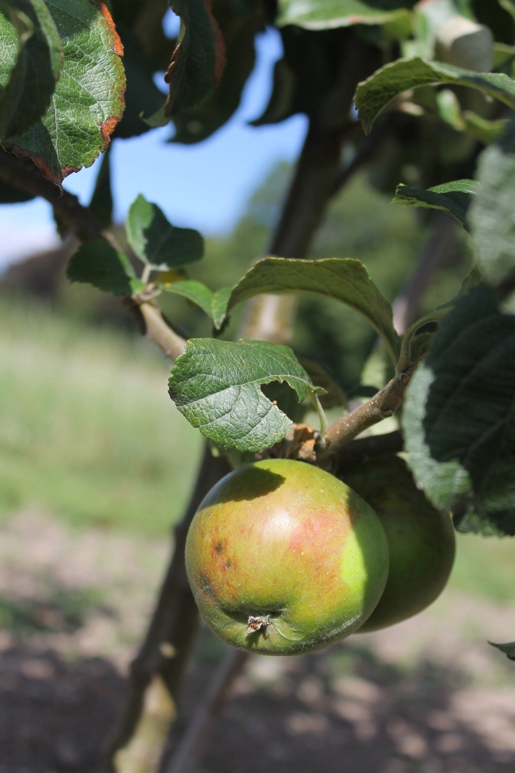 Frederick – Tom the apple man