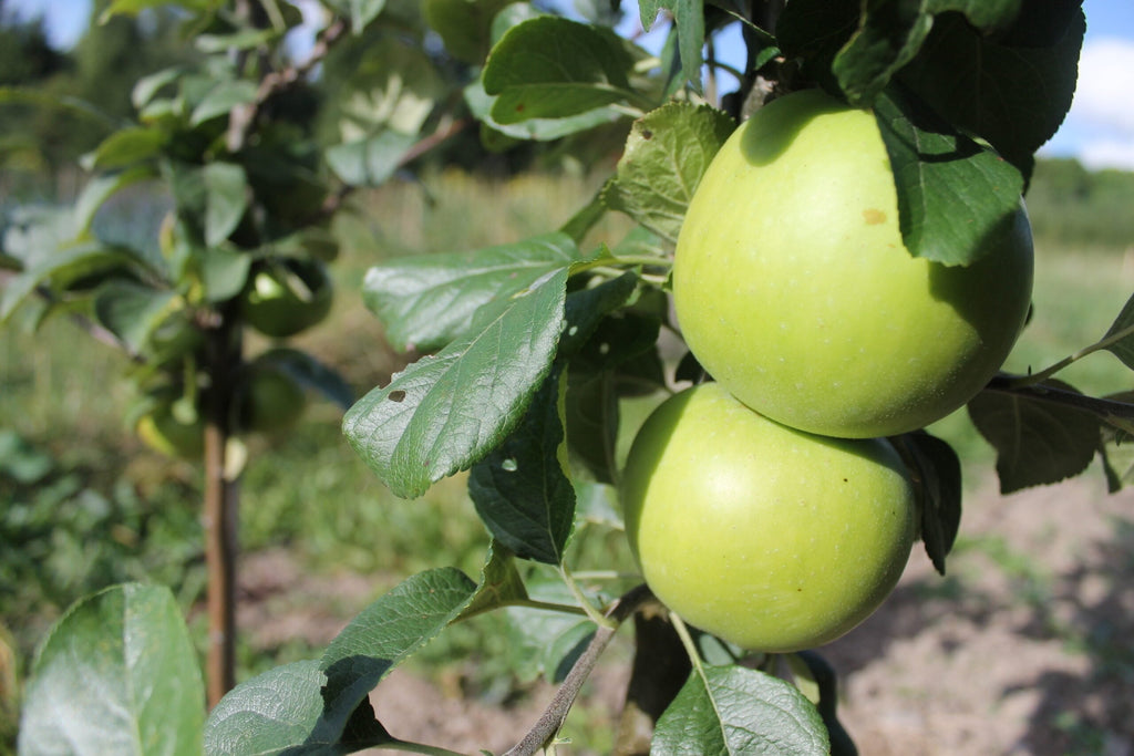 Golden Noble – Tom the apple man