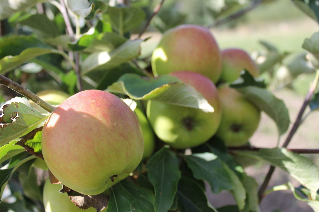 Millicent Barnes – Tom the apple man