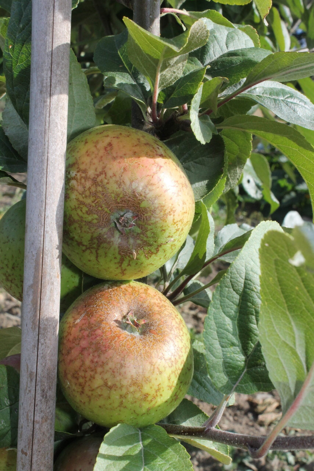 Sweeney Nonparail – Tom the apple man