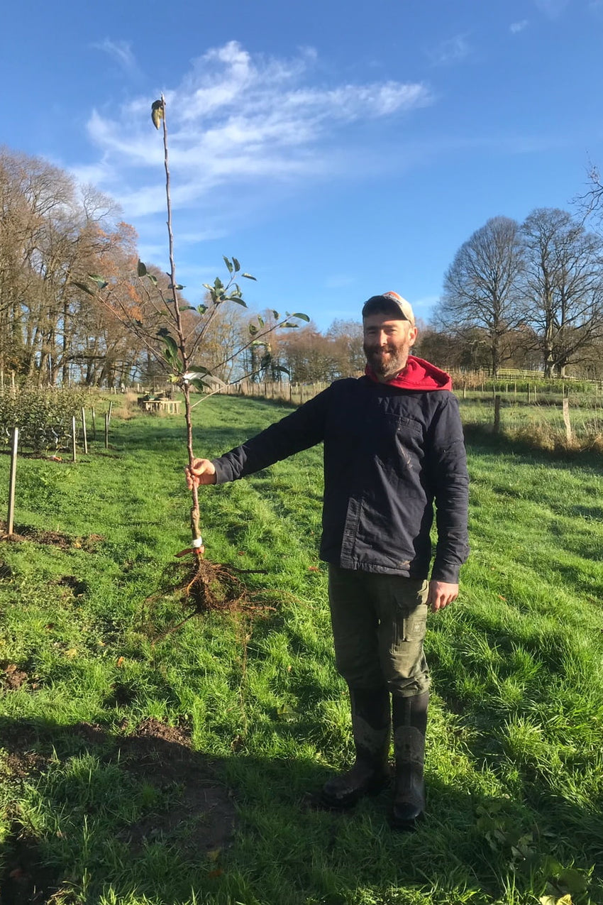 ABOUT US – Tom the apple man